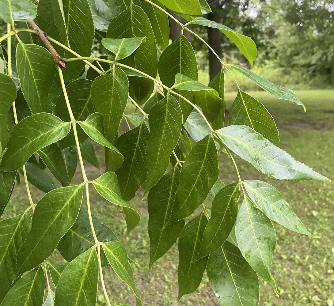 Blue Ash | CMP Tree Selection Tool